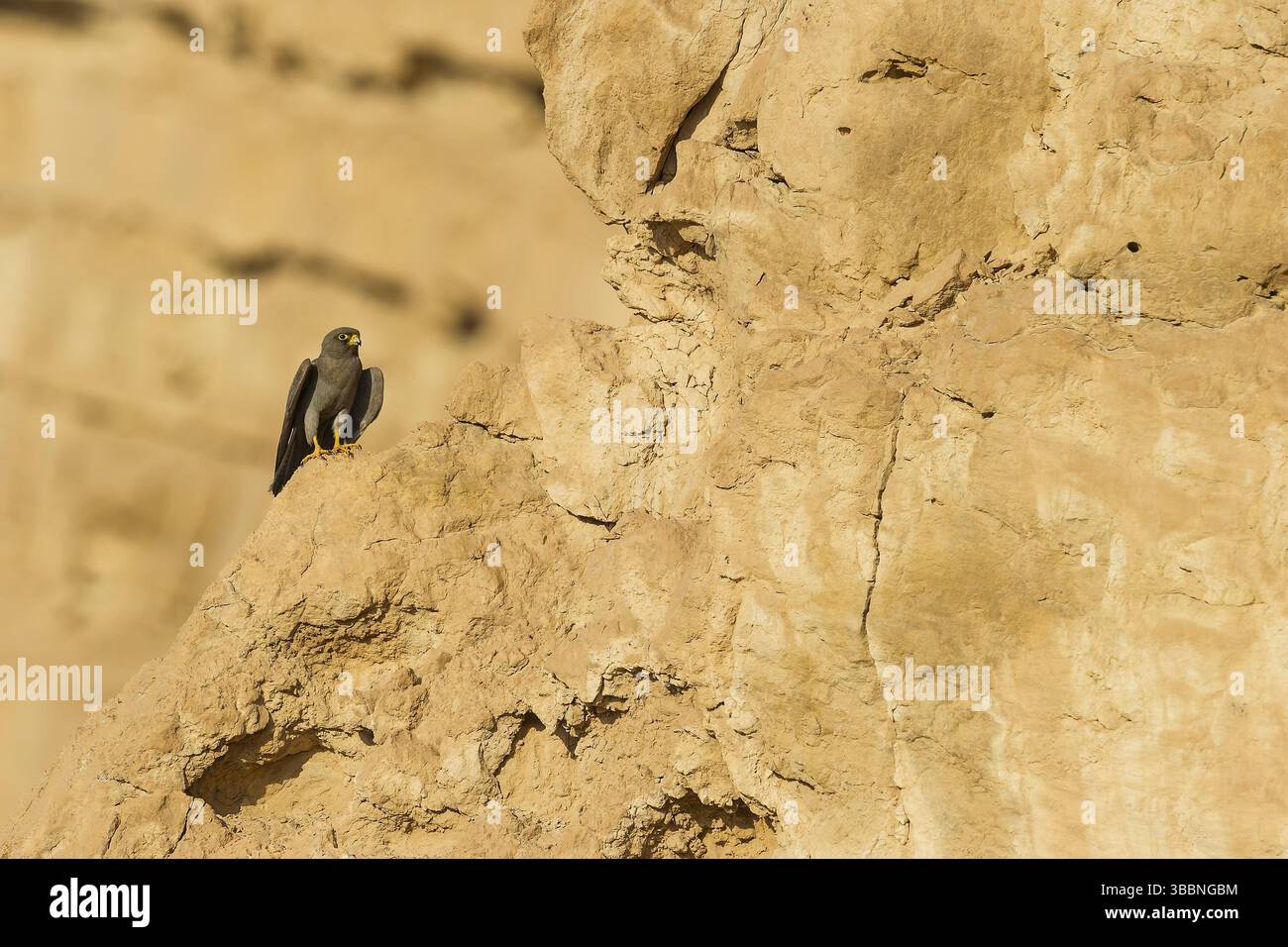 Sooty Falcon (Falco concolor), Eilat, Israel, Asia Stock Photo - Alamy