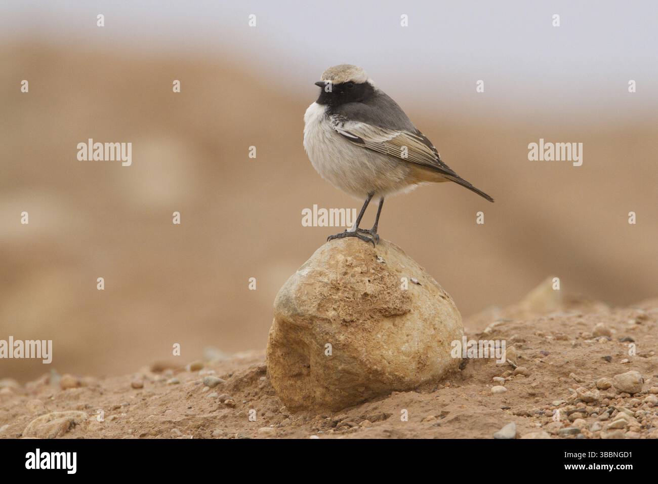 Red-rumped Wheatear (Oenanthe moesta) male, Morocco, Africa Stock Photo ...