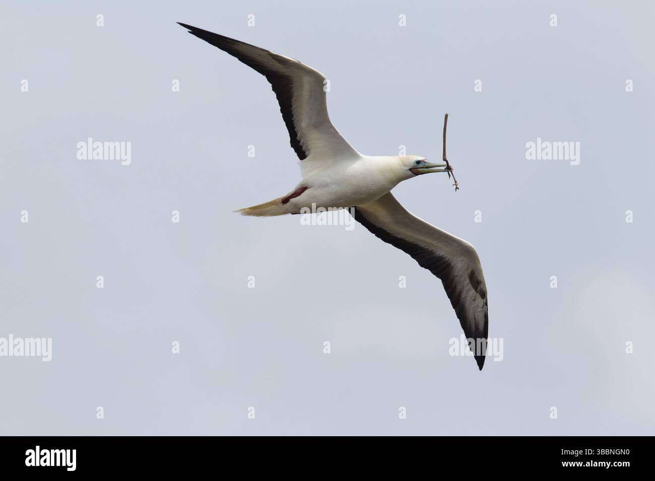 Red-footed Booby (Sula sula) flying, Hawaii, USA, North America Stock ...