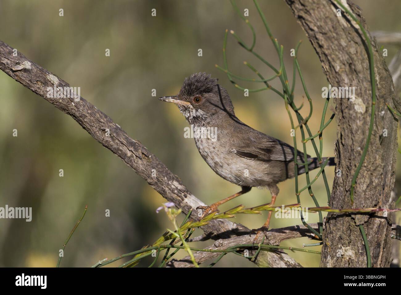 Cyprus Warbler (Sylvia melanothorax) female, Cyprus, Europe Stock Photo ...