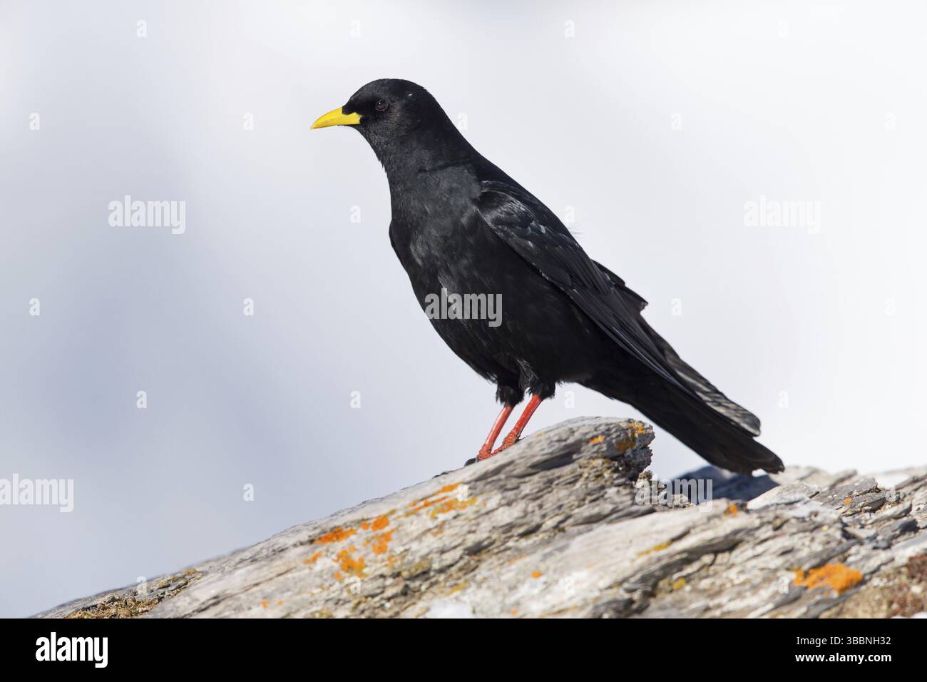 Alpendohle, Alpine Chough, Yellow-billed Chough, Pyrrhocorax graculus ...