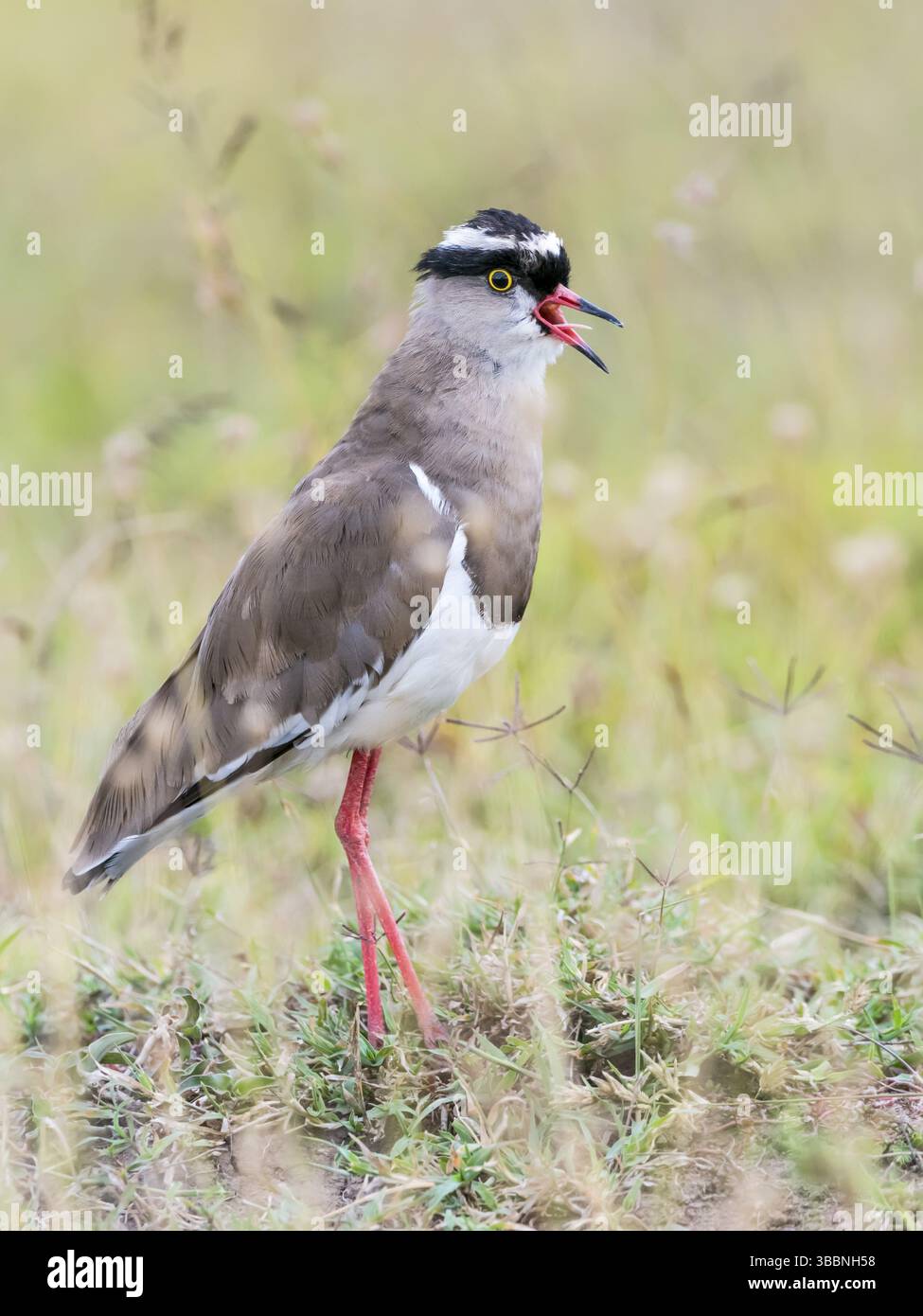 Crowned Lapwing (Vanellus coronatus) calling, Kenya, Africa Stock Photo - Alamy