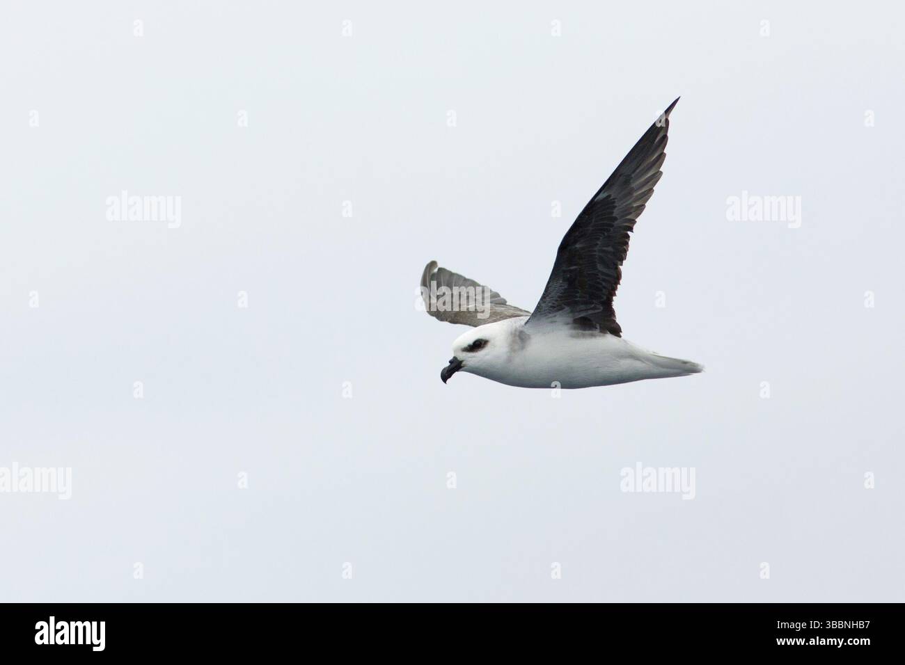 White-headed Petrel (Pterodroma lessonii), Victoria, Australia, Oceania ...