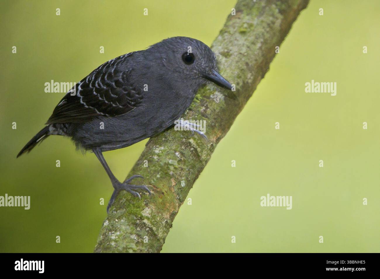 Common Scale-backed Antbird (Willisornis poecilinotus) male, Manu ...