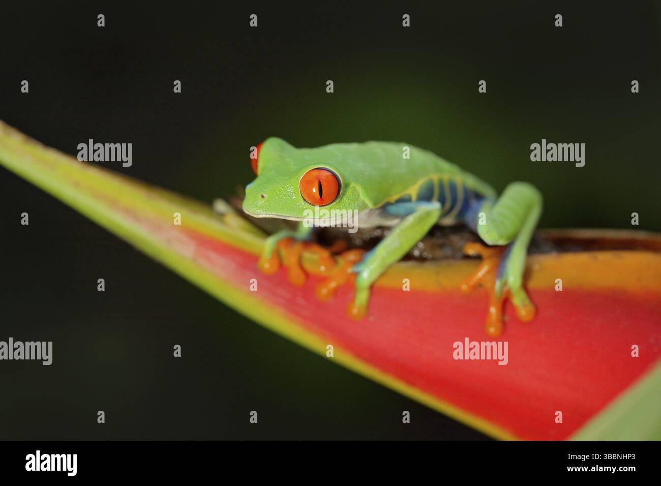 Red-eyed Tree Frog, Agalychnis callidryas, animal with big red eyes, in ...