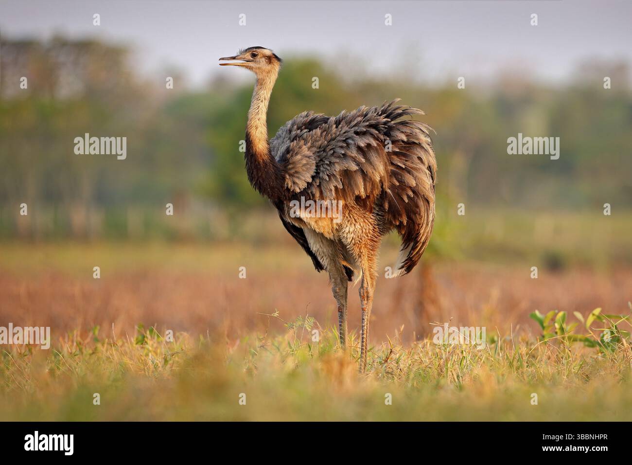 Wildlife scene from Brazil. Bird with long neck. Greater Rhea, Rhea americana, big bird with ...