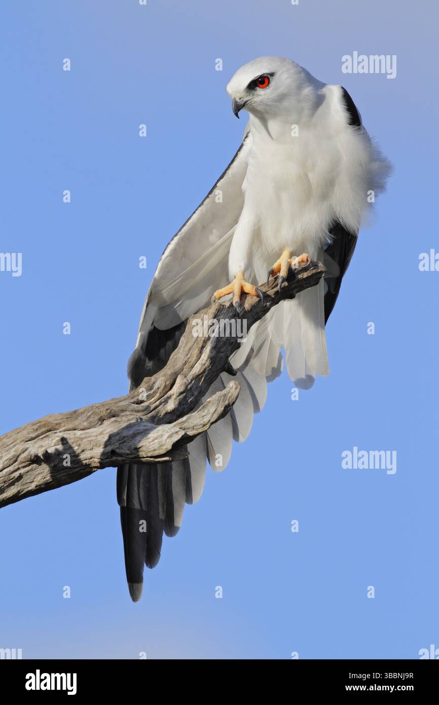 Black-shouldered Kite (Elanus axillaris), Western Australia, Australia ...