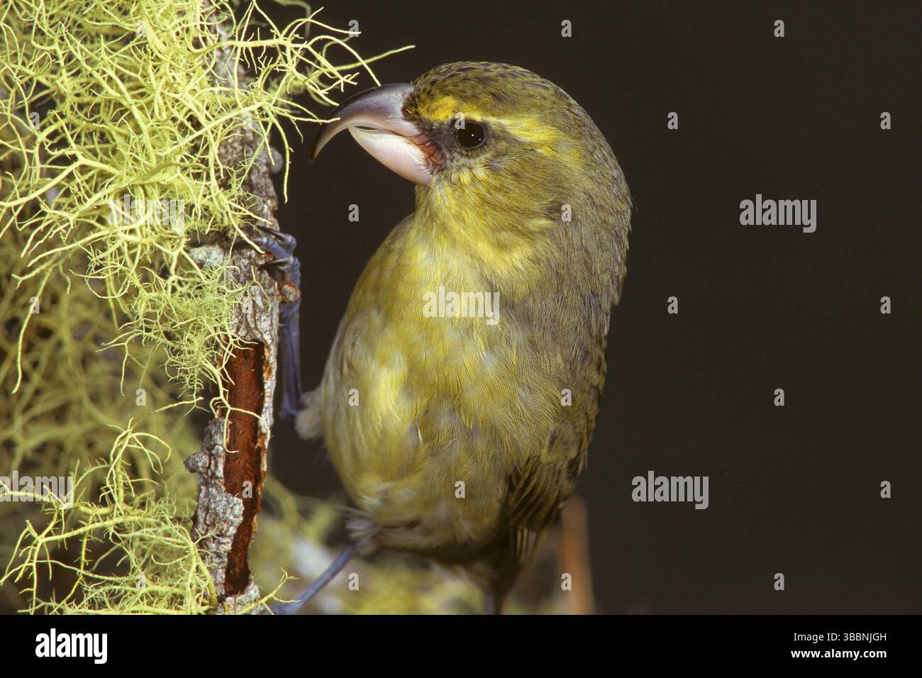 Maui Parrotbill, Pseudonestor xanthophrys, Endangered, Hawaiian ...
