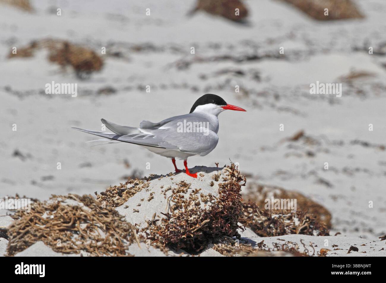 Antarctic Tern (Sterna vittata bethunei), Antarctica Stock Photo - Alamy