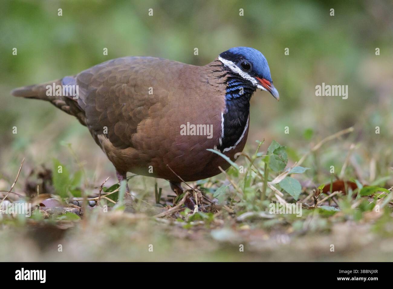 Blue-headed Quail-dove (Starnoenas cyanocephala) perched on the ground ...