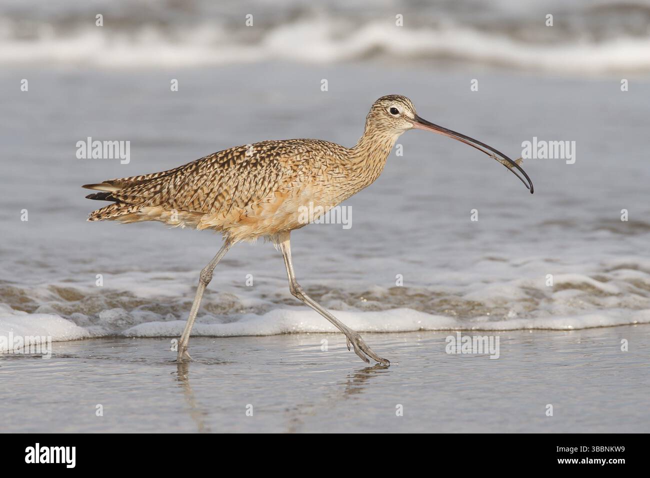 Long-billed Curlew : Morro Strand State Beach : Morro Bay, CA Stock ...