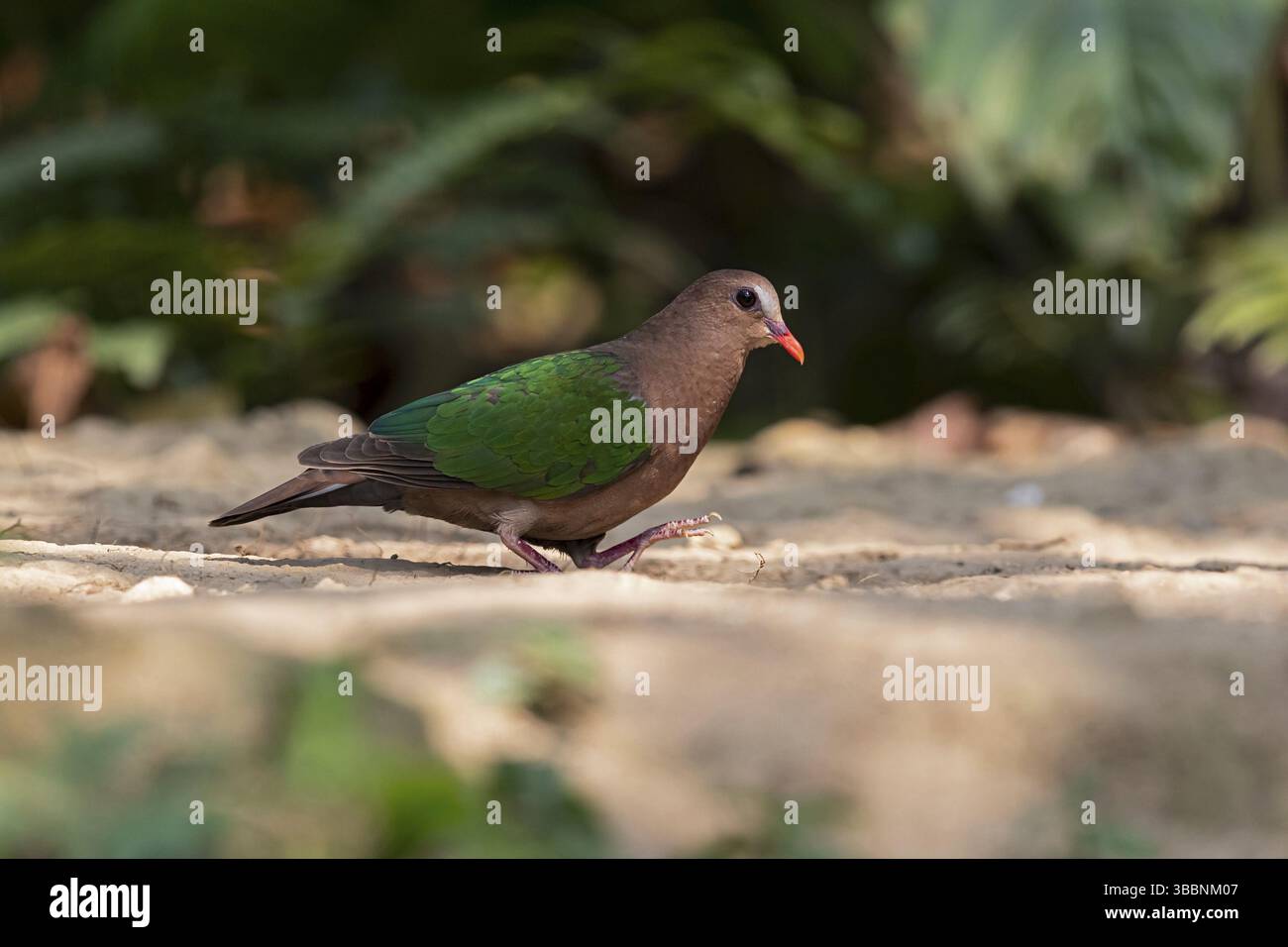 Common Emerald Dove (Chalcophaps indica) female, Yunnan, China, Asia ...