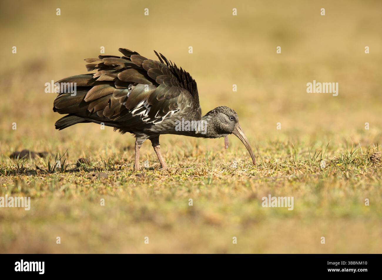 Wattled Ibis (Bostrychia carunculata) foraging, Lake Langano, Ethiopia ...