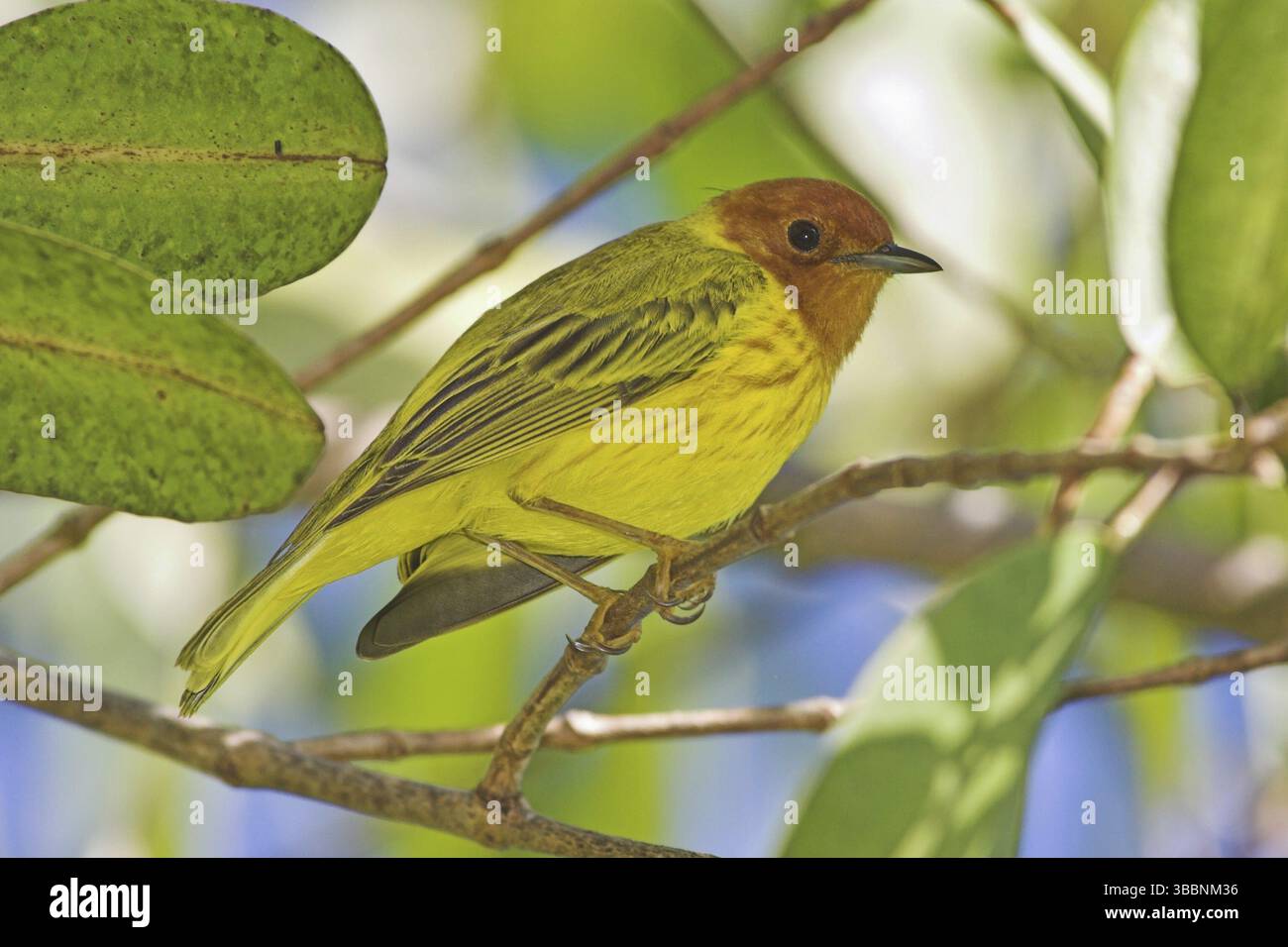 Mangrove Warbler (Setophaga petechia erithachorides), Costa Rica ...