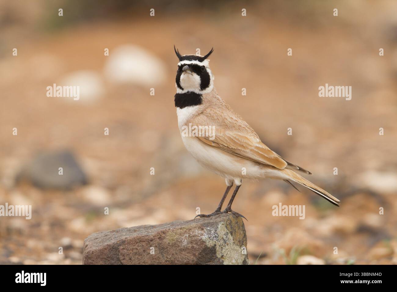 Temminck's Horned Lark - Saharaohrenlerche - Eremophila bilopha ...
