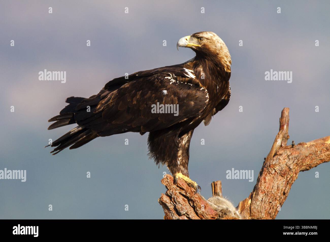 Spanish Imperial Eagle (Aquila adalberti), Avila, Spain, Europe Stock ...