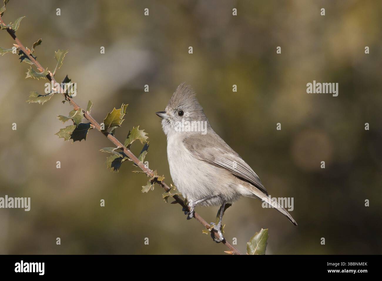 Oak Titmouse (Baeolophus inornatus), California, USA, North America ...