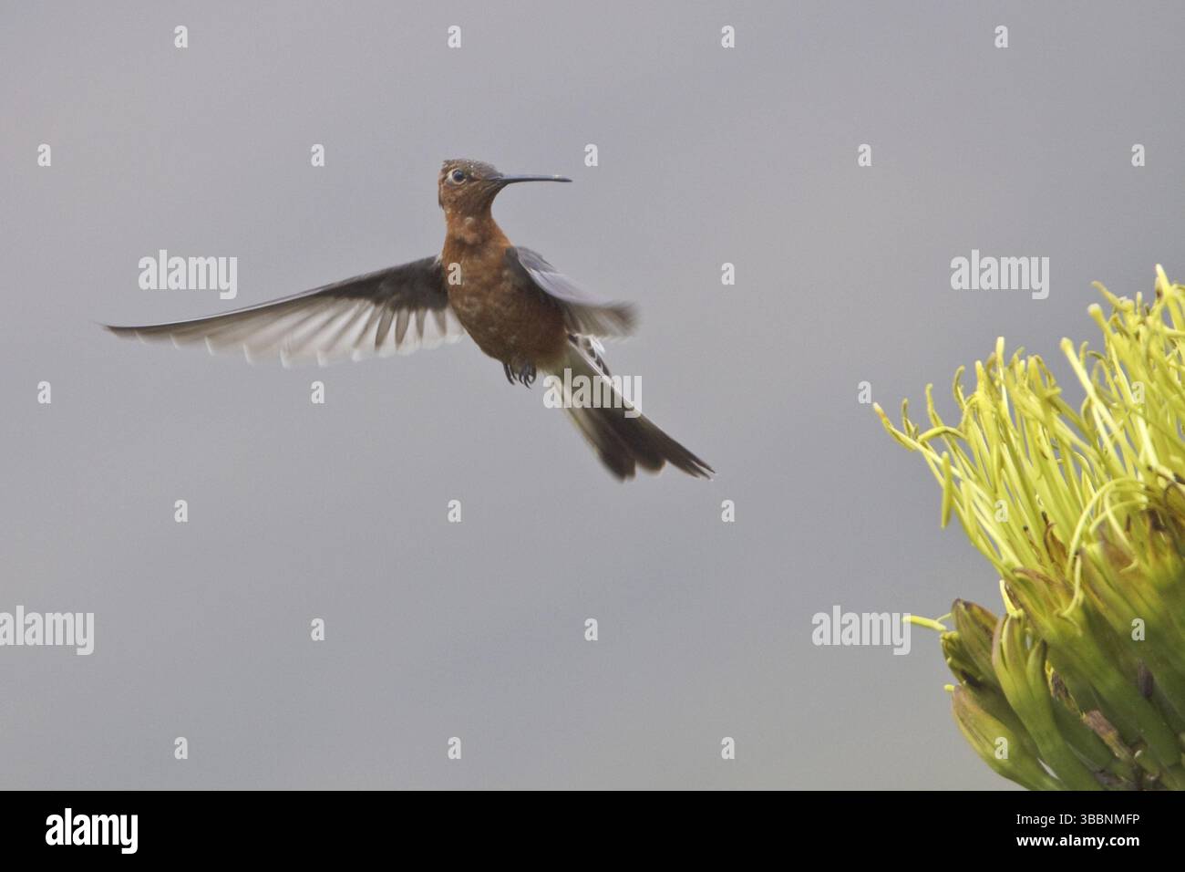 Giant Hummingbird (Patagona gigas), Ecuador, South America Stock Photo ...