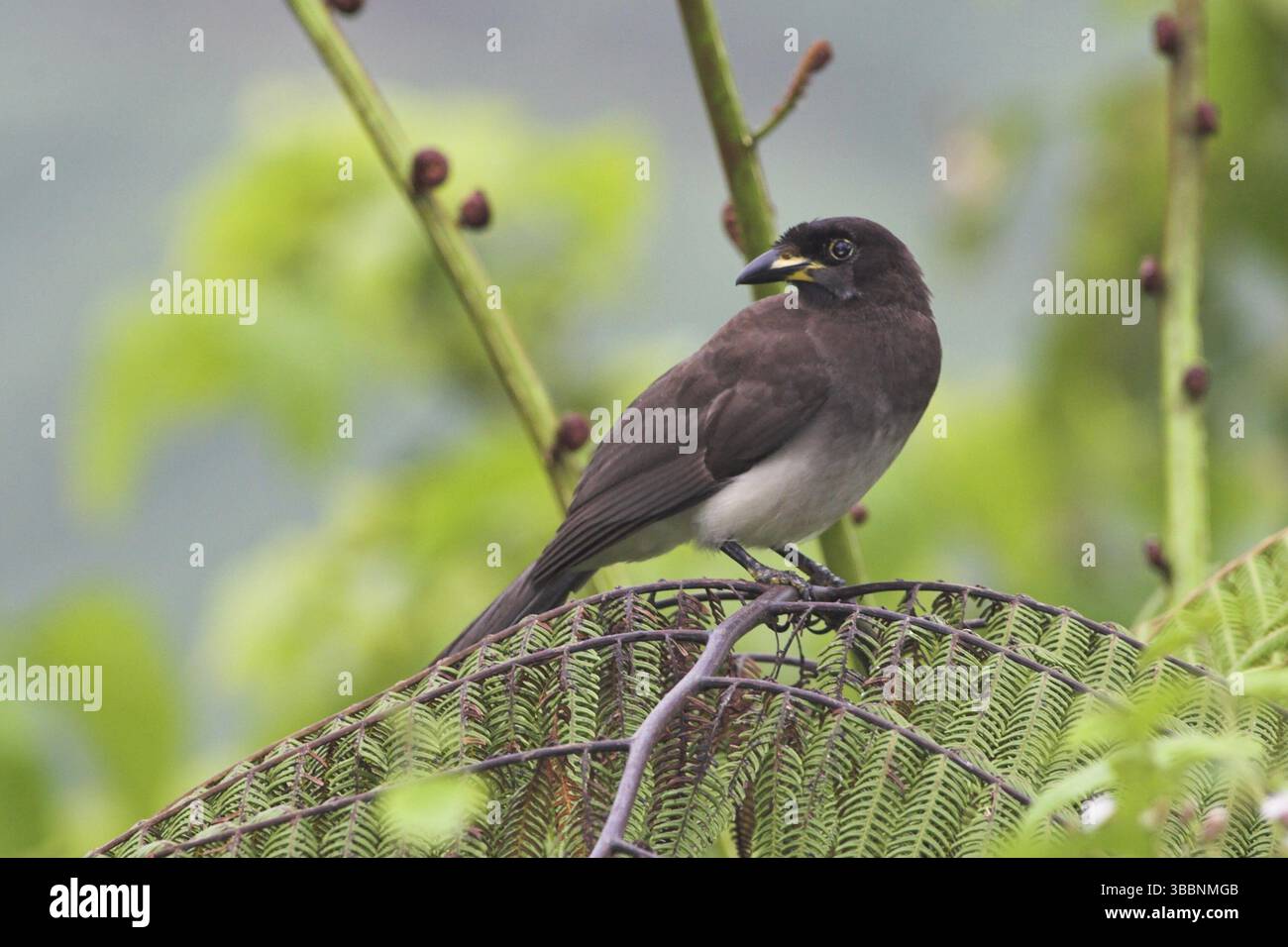 Brown Jay (Psilorhinus morio), Costa Rica, Central America Stock Photo ...