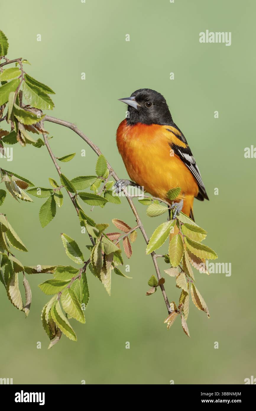 Baltimore Oriole (Icterus galbula) male, Texas, USA, North America ...