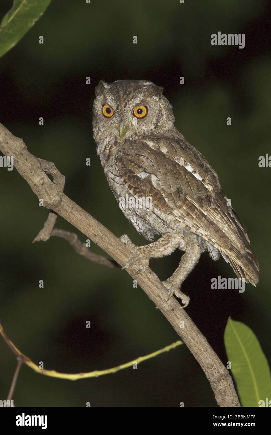 Pacific Screech Owl (Megascops cooperi), Costa Rica, Central America ...