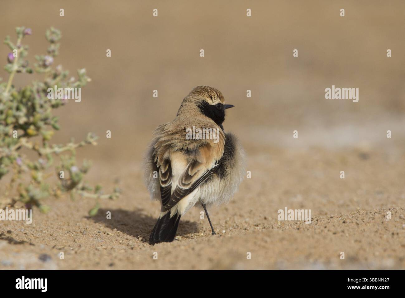 Desert Wheatear (Oenanthe deserti homochroa) male, Morocco, Africa ...