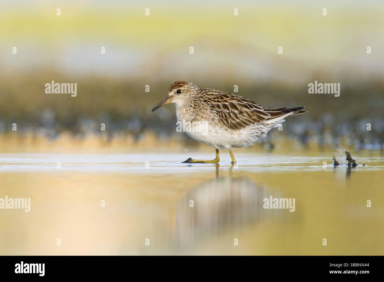 Sharp-tailed Sandpiper (Calidris acuminata), Victoria, Australia ...