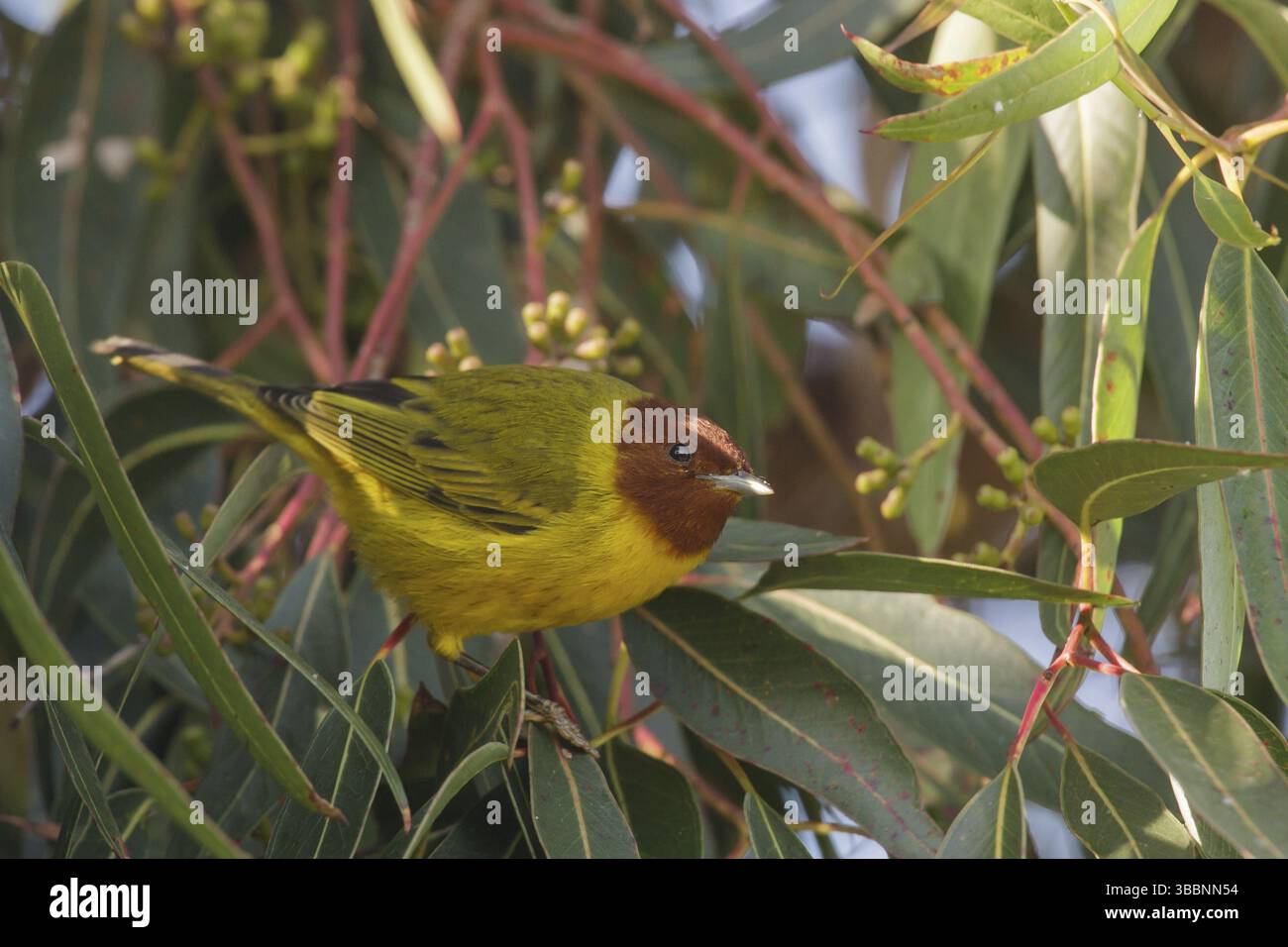 Mangrove Warbler (Setophaga petechia bryanti) male, California, USA ...