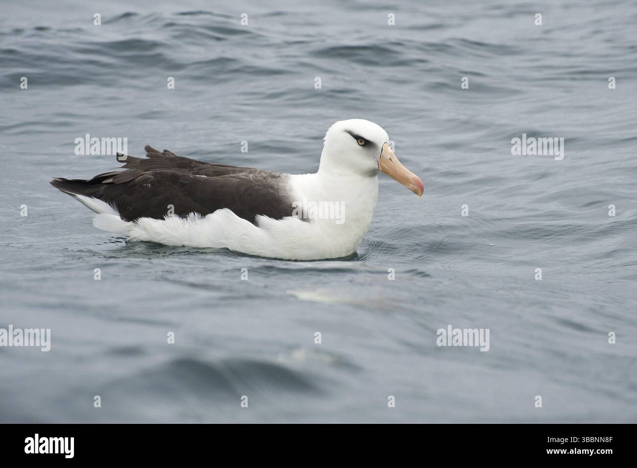 Campbell Albatross (Thalassarche impavida), New Zealand, Oceania Stock ...
