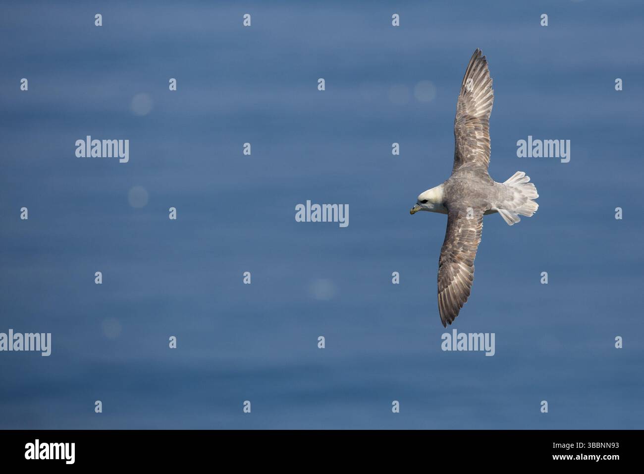 Northern Fulmar (Fulmarus glacialis) flying, East Yorkshire, United ...