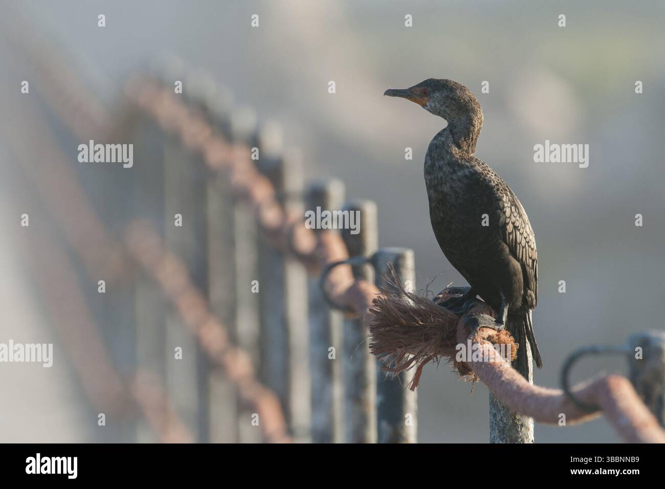 Cape Cormorant (Phalacrocorax capensis), Western Cape, South Africa ...