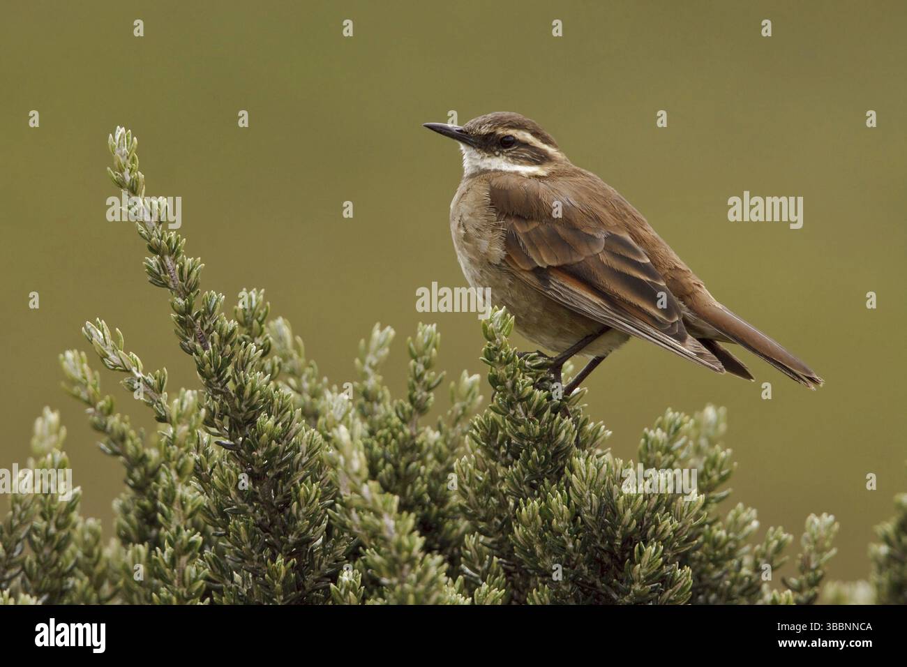 Chestnut-winged Cinclodes (Cinclodes albidiventris), Ecuador, South America Stock Photo - Alamy