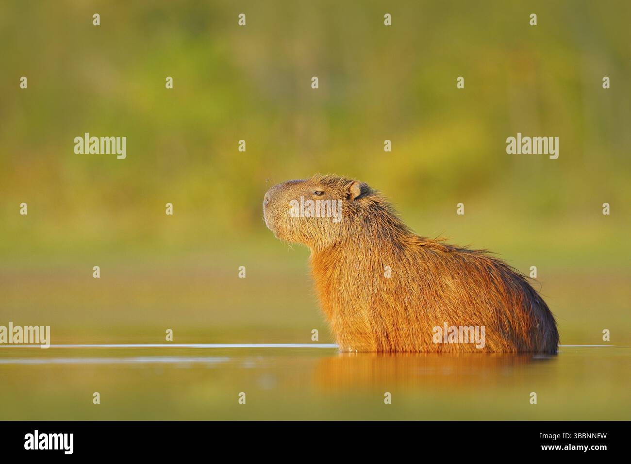Capybara, Hydrochoerus hydrochaeris, Biggest mouse in water with ...