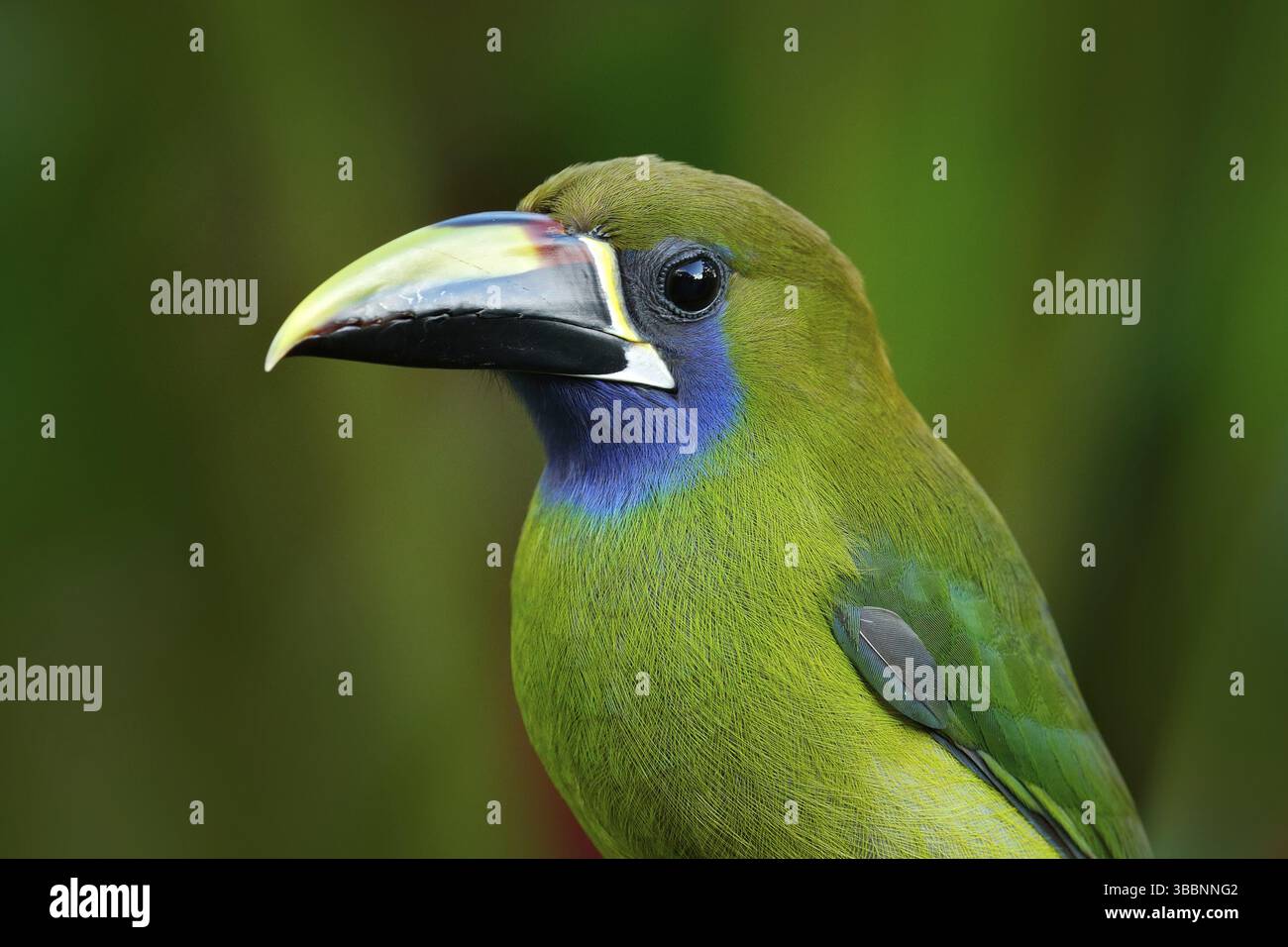 Blue-throated Toucanet, Aulacorhynchus prasinus, green toucan bird in ...