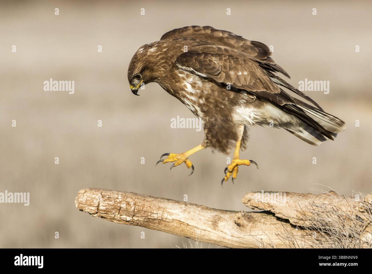 Common Buzzard (Buteo buteo) landing on a trunk, Castile-La Mancha ...
