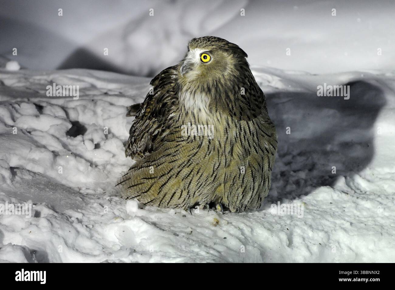 Blakiston's Fish Owl (Bubo blakistoni), Hokkaido, Japan, Asia Stock ...