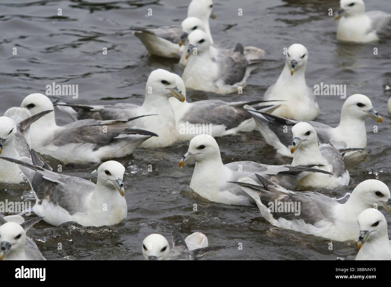 Northern Fulmar (Fulmarus glacialis), Iceland, Europe Stock Photo - Alamy