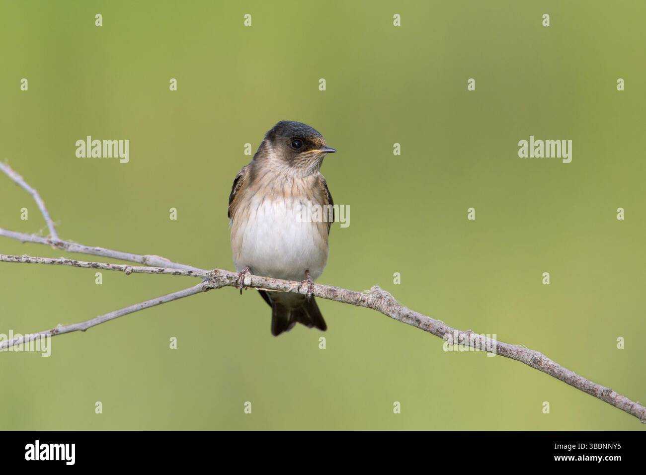 Tree Martin (Petrochelidon nigricans) juvenle, Victoria, Australia ...