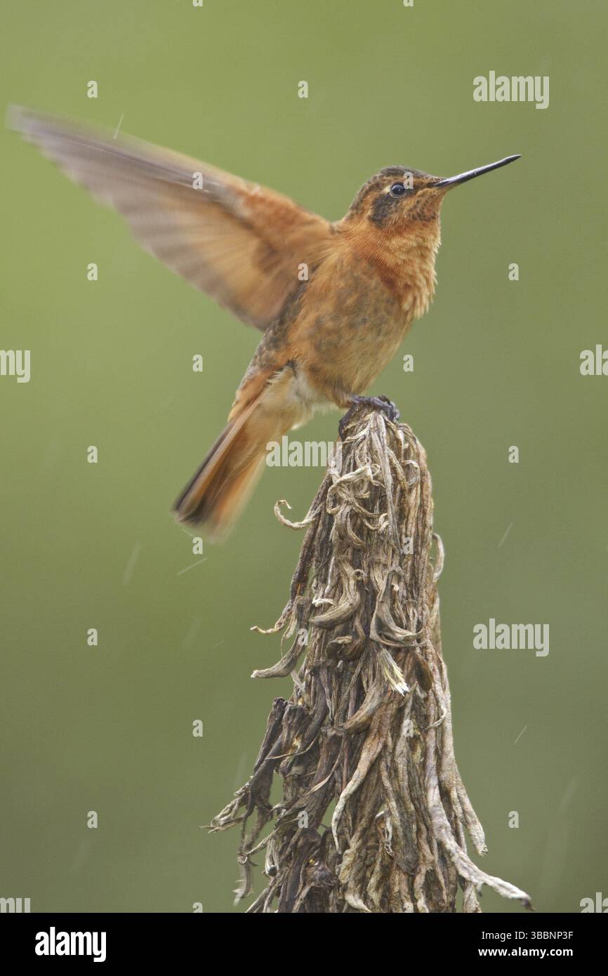 Shining Sunbeam (Aglaeactis cupripennis), Ecuador, South America Stock ...