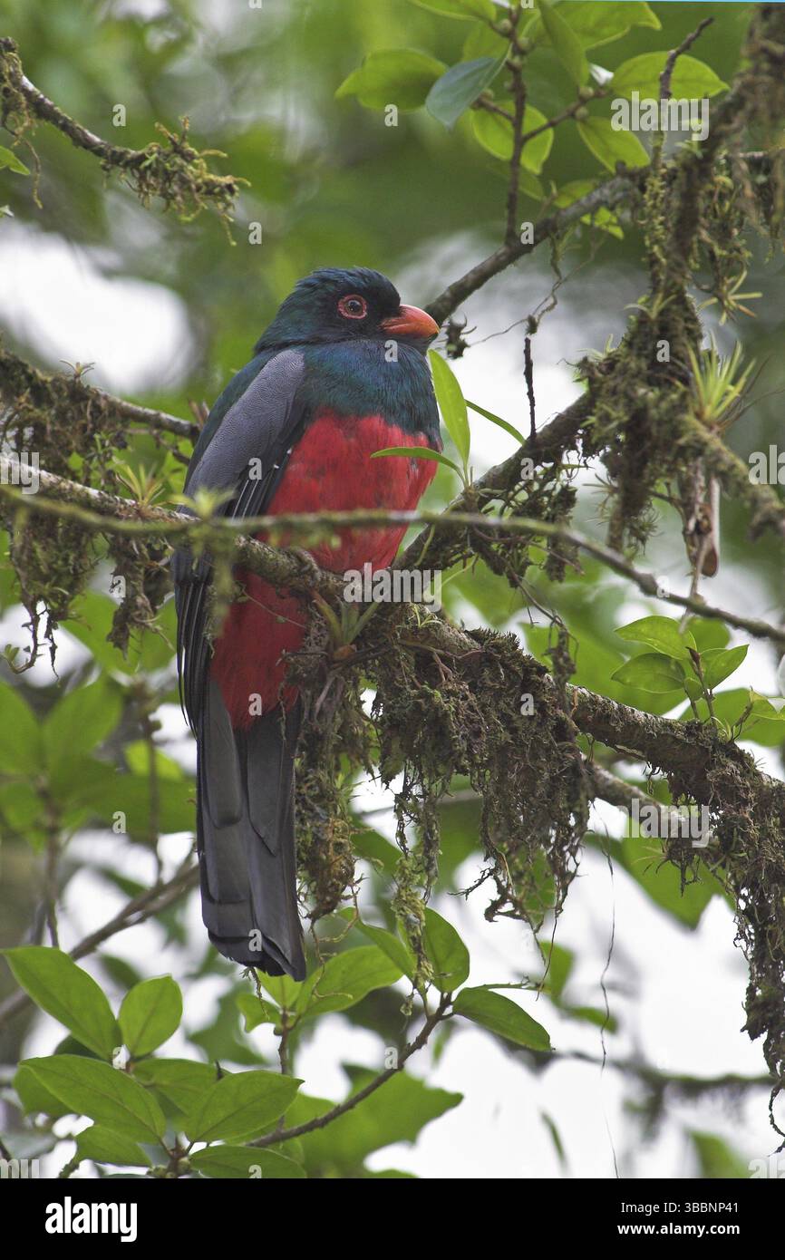 Slaty-tailed Trogon (Trogon massena) male, Costa Rica, Central America ...