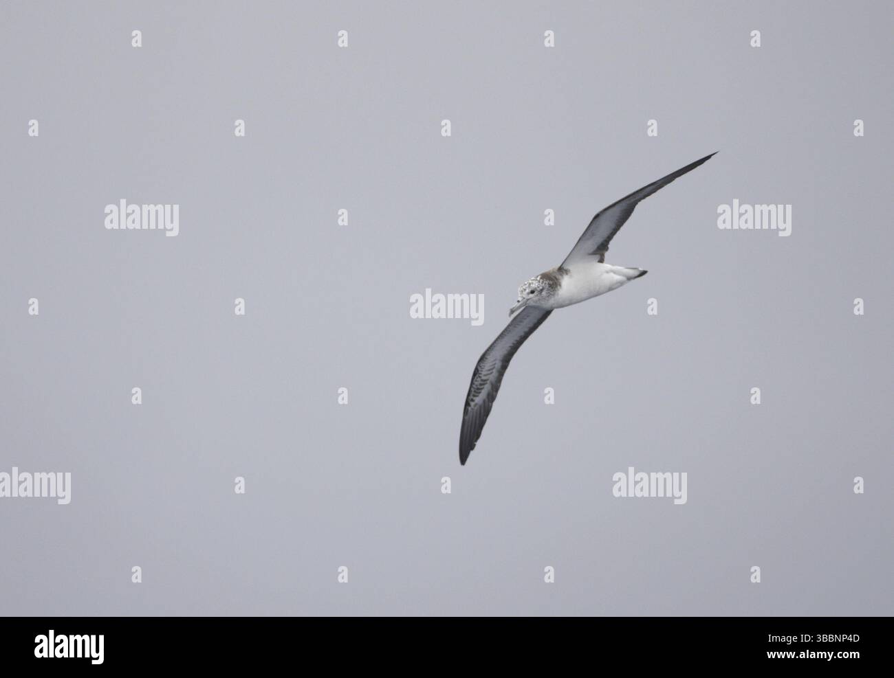 Streaked Shearwater (Calonectris leucomelas) flying, Japan, Asia Stock ...