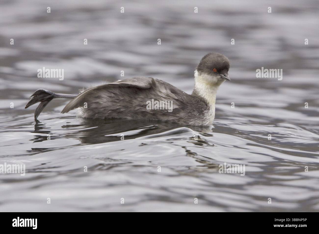 Silvery Grebe (Podiceps occipitalis), Ecuador, South America Stock ...