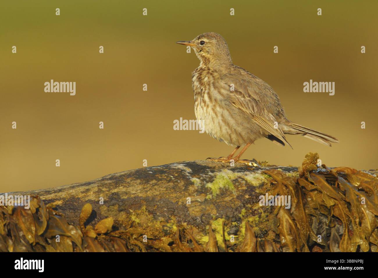 Eurasian Rock Pipit (Anthus petrosus), Seahouses, United Kingdom ...