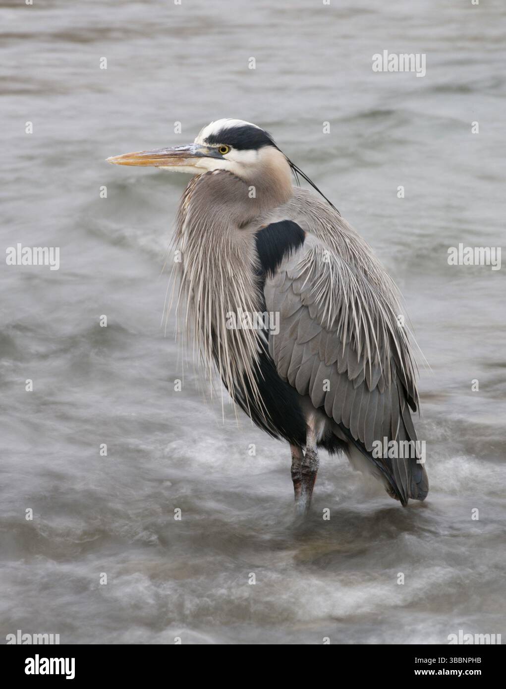 Nimbus stands hi-res stock photography and images - Alamy