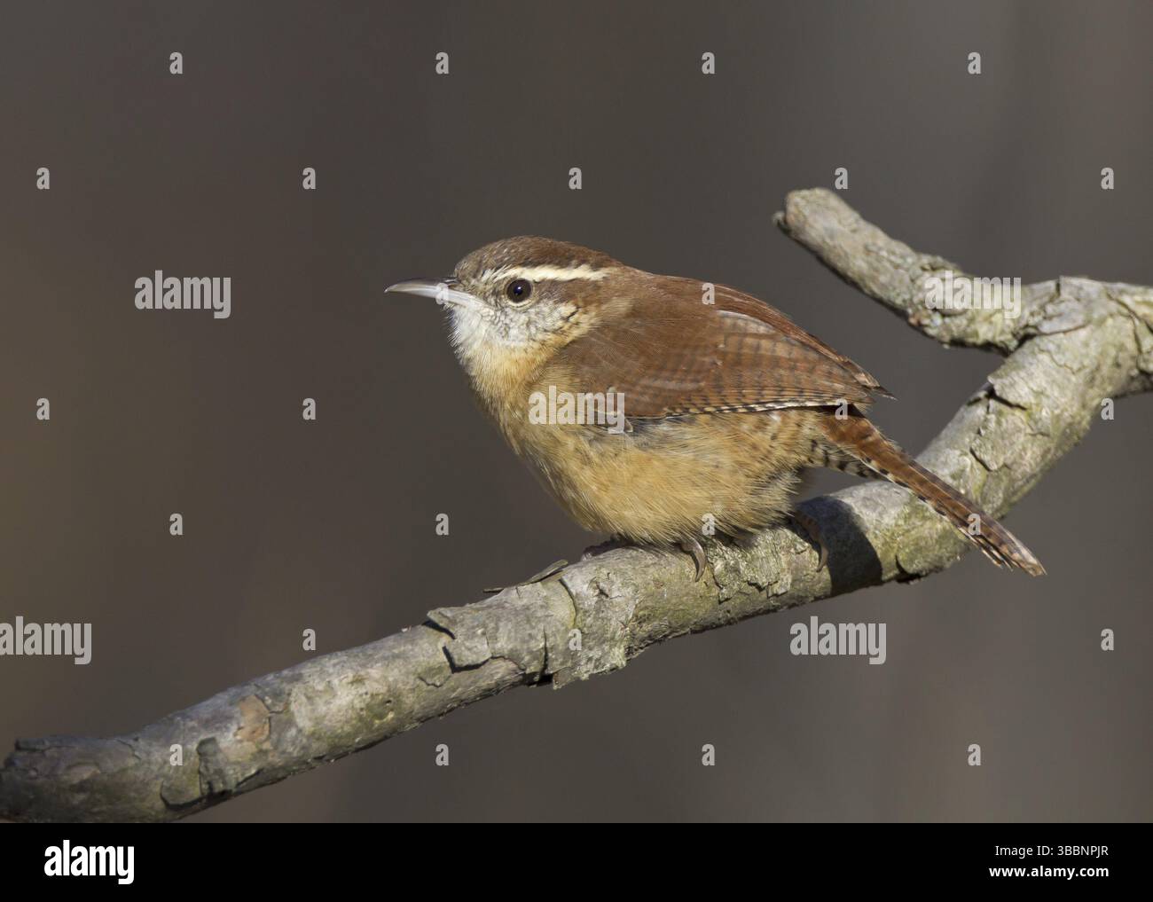 Carolina Wren (Thryothorus ludovicianus), Ohio, USA, North America ...