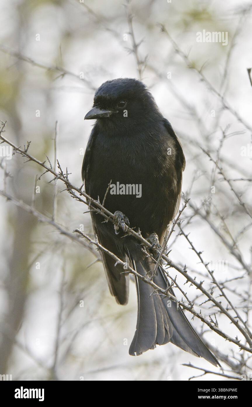 Fork-tailed Drongo (Dicrurus adsimilis), South Africa, Africa Stock ...