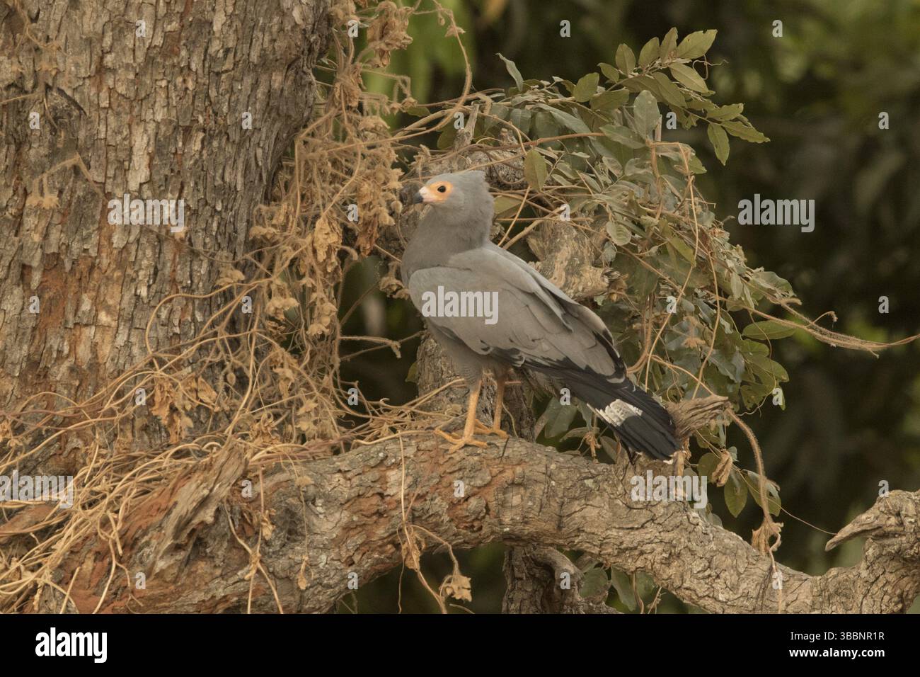 African Harrier-Hawk (Polyboroides typus), Gambia, Africa Stock Photo ...