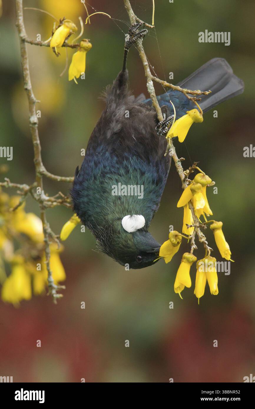 Tui on kowhai flowers Stock Photo - Alamy