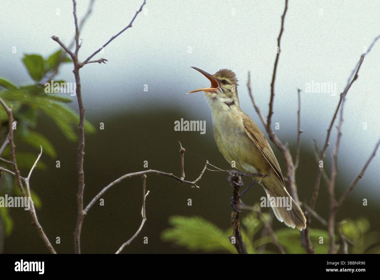 Nightingale Reed Warbler (Acrocephalus luscinius) singing, Saipan ...