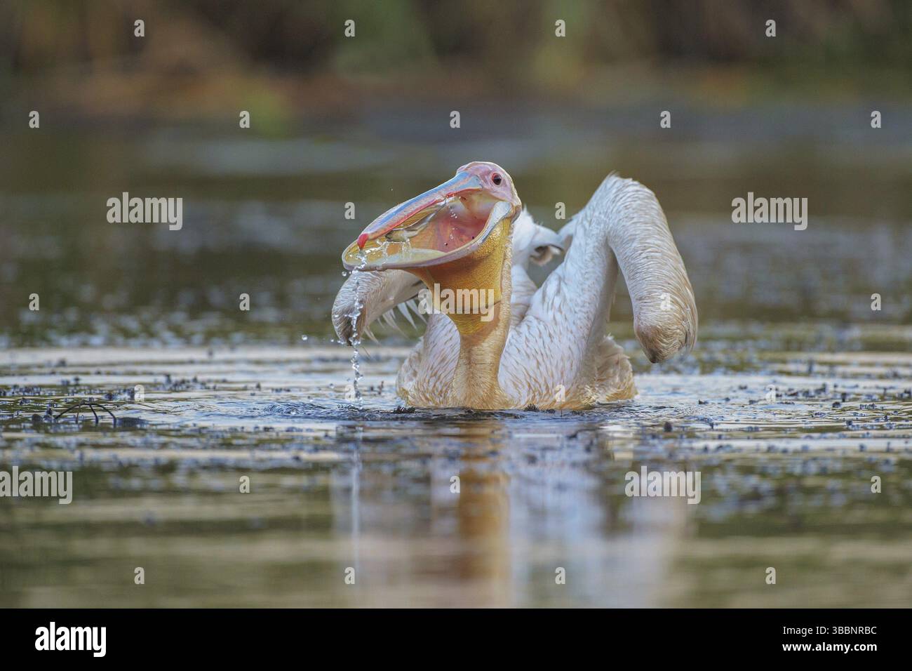 Great White Pelican (Pelecanus onocrotalus) eating fish, Danube-Delta ...